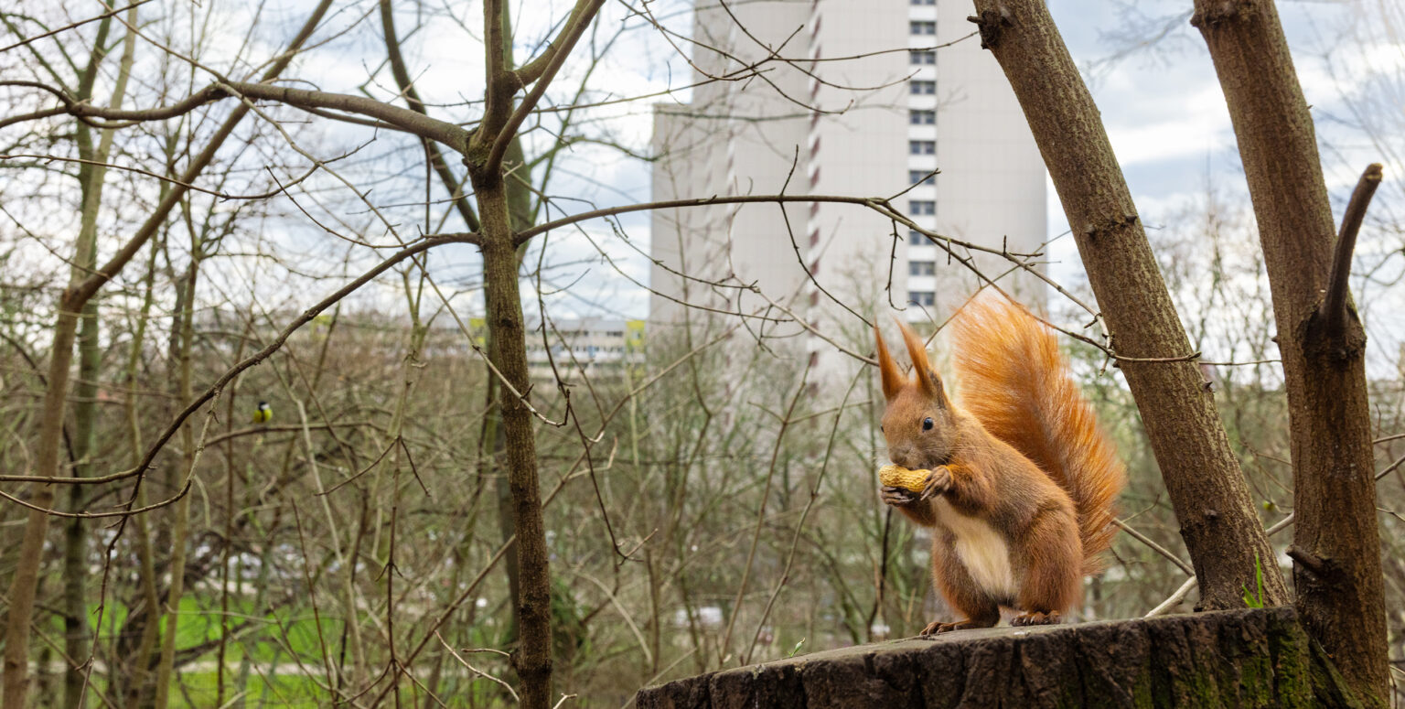 Wildtiere füttern in Berlin – was ist erlaubt? - sowohntberlin
