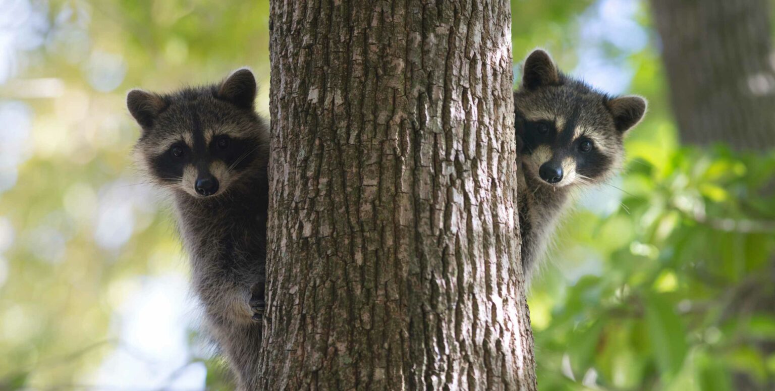Wildtiere in Berlin: Artenvielfalt im Hinterhof - sowohntberlin